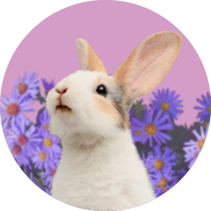 Mall Directory | Brookfield Square